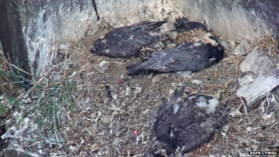 Four peregrine falcons found dead at Dyffryn Nantlle - BBC News