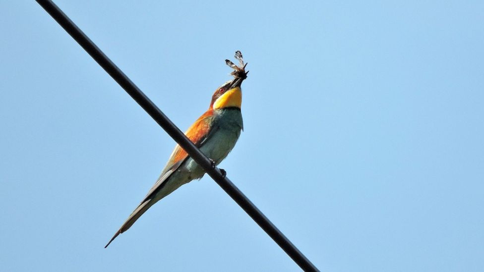 Rare bee-eater birds at Cumbrian quarry attract thousands - BBC News