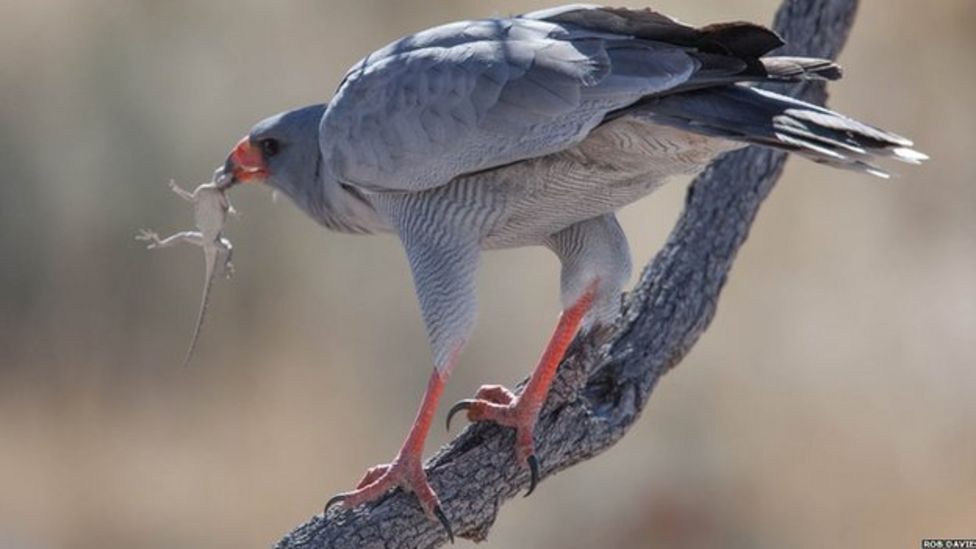 Coral munching bumphead fish give insight into conservation - BBC News
