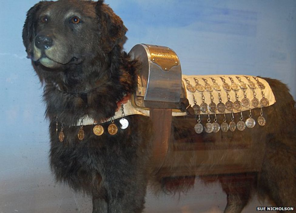 The dead dog that changed colour twice - BBC News