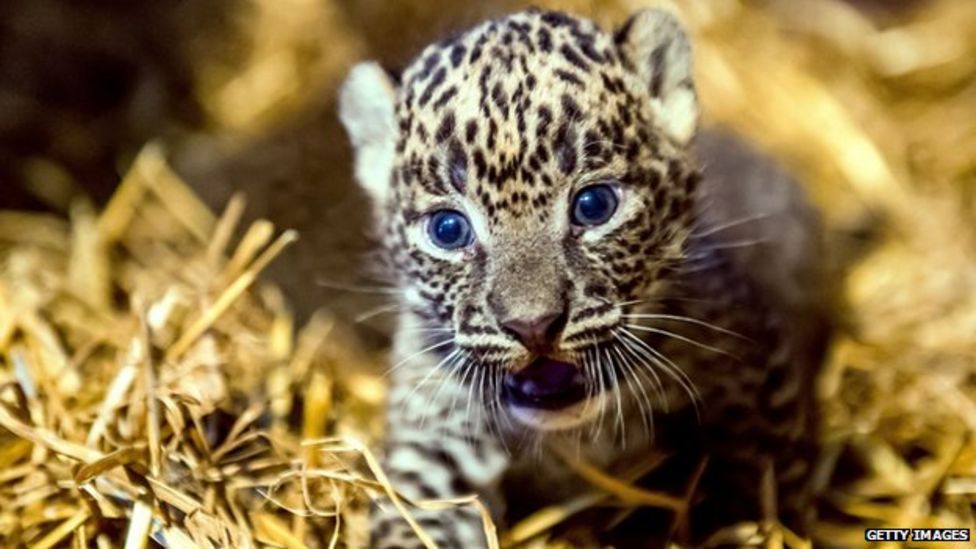 France: Rare Sri Lankan leopards born in zoo - BBC News