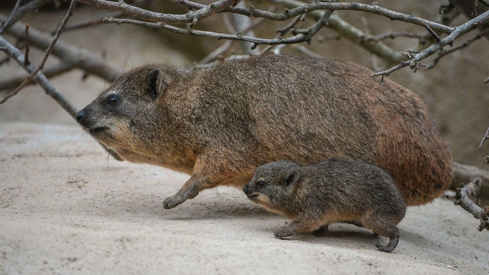 Rock Hyraxes: 'Little brothers of the elephant' born - BBC Newsround