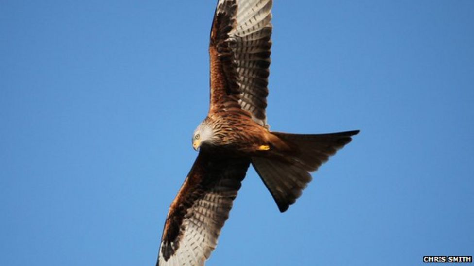 Red kites thrive in the Chilterns 25 years after scheme - BBC News