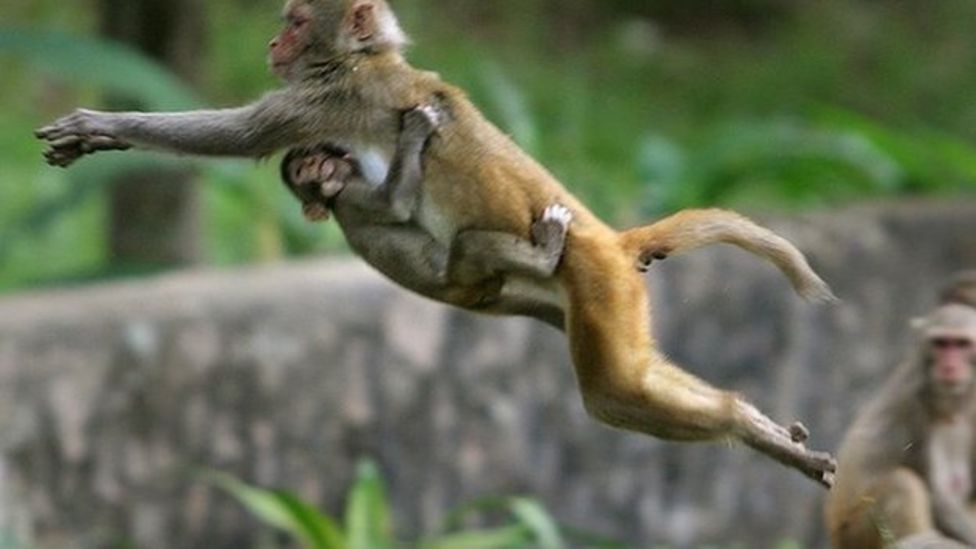 Monkey kills baby boy in India's Agra - BBC News