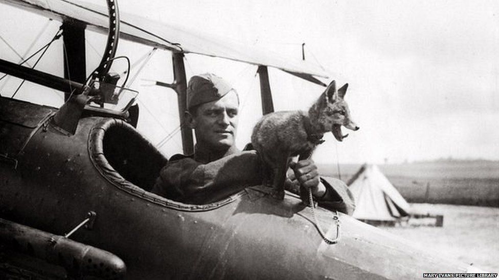 The role of animals during World War One - BBC Newsround