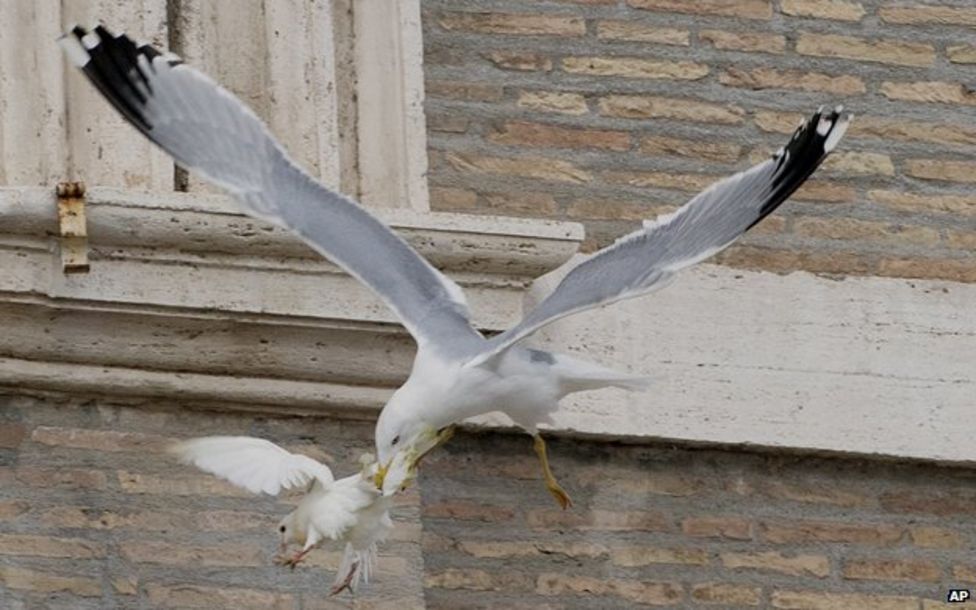 The birds that plague the Eternal City - BBC News