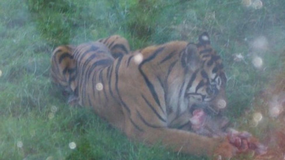 Sarah McClay zoo keeper death: Tiger walked through 'open' door - BBC News