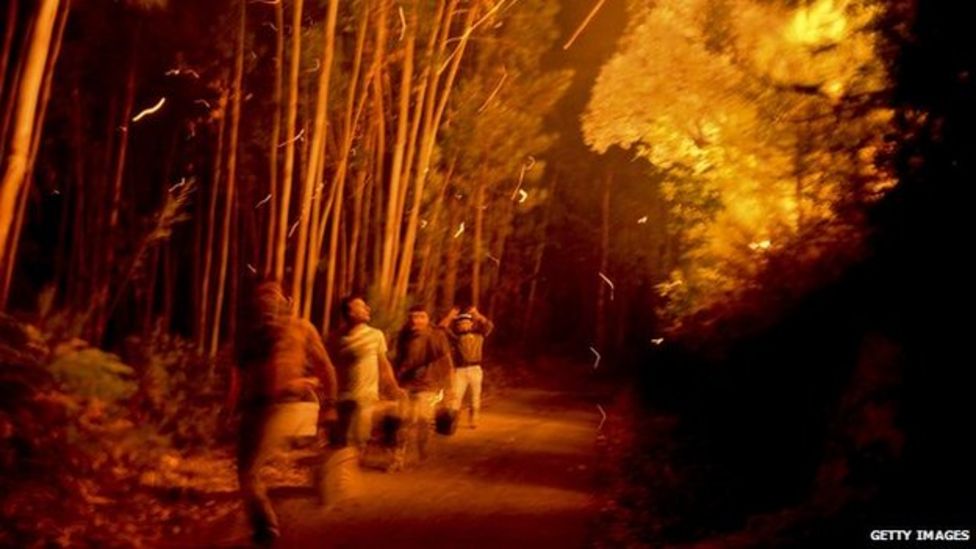 Climate 'key driver' in European forest disturbances - BBC News