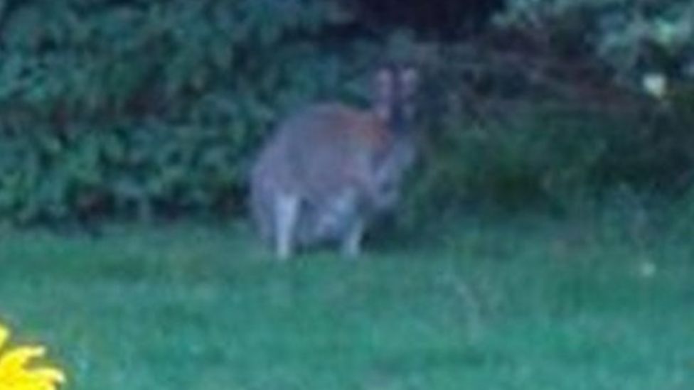 Isle of Man wallaby population 'increasing' - BBC News