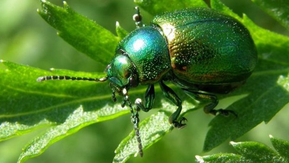 Conservation concern for UK insects - BBC News