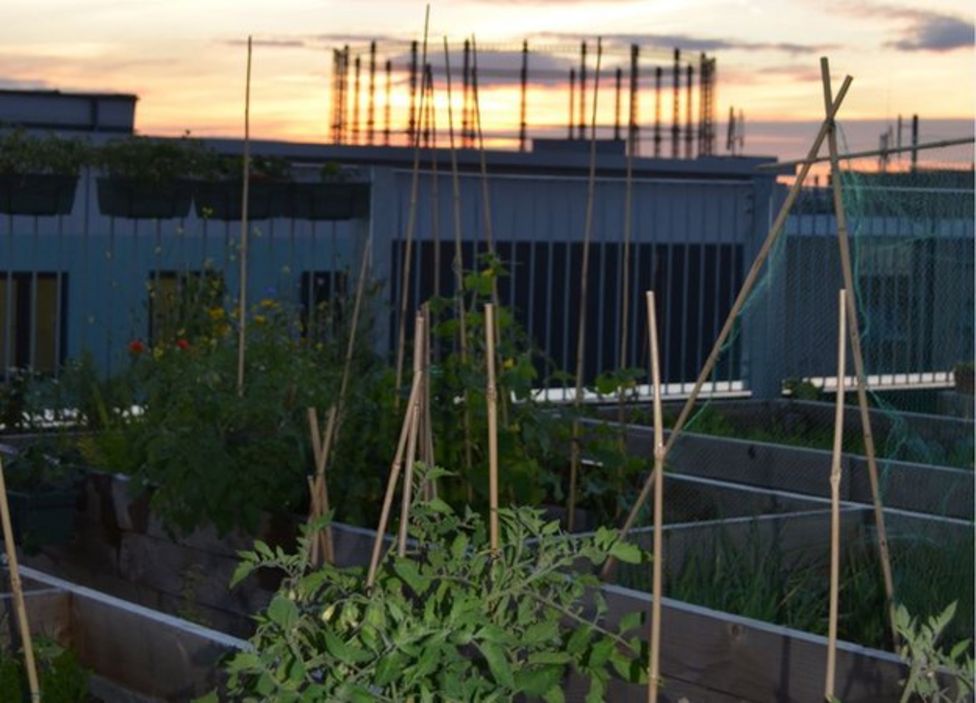 Up on the roof: Is London moving its gardens to the sky? - BBC News