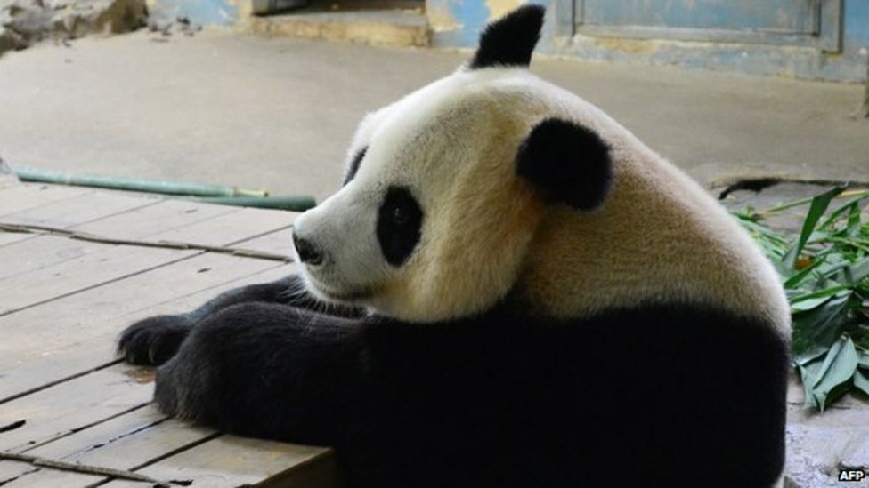 Panda triplets unveiled in Chinese zoo - BBC News