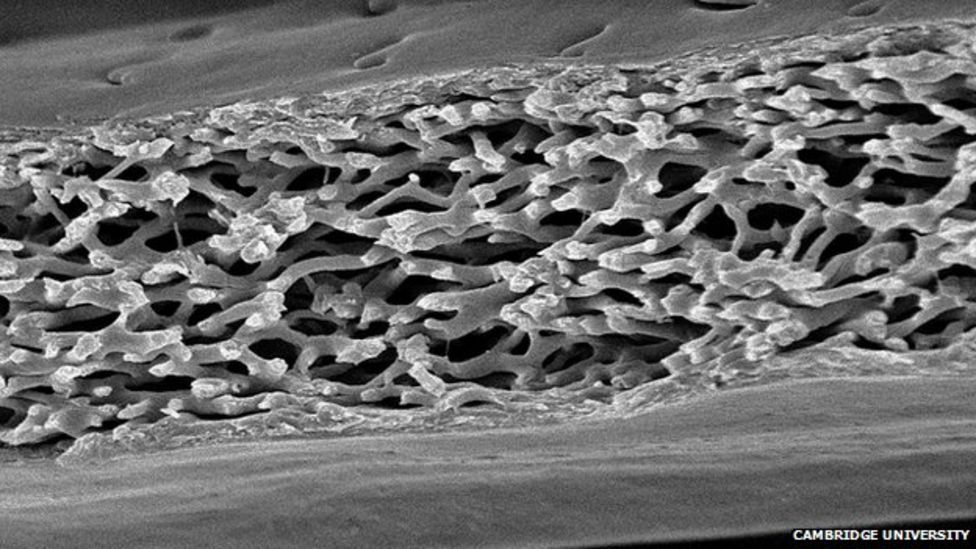 Beetles' whiteness understood - BBC News