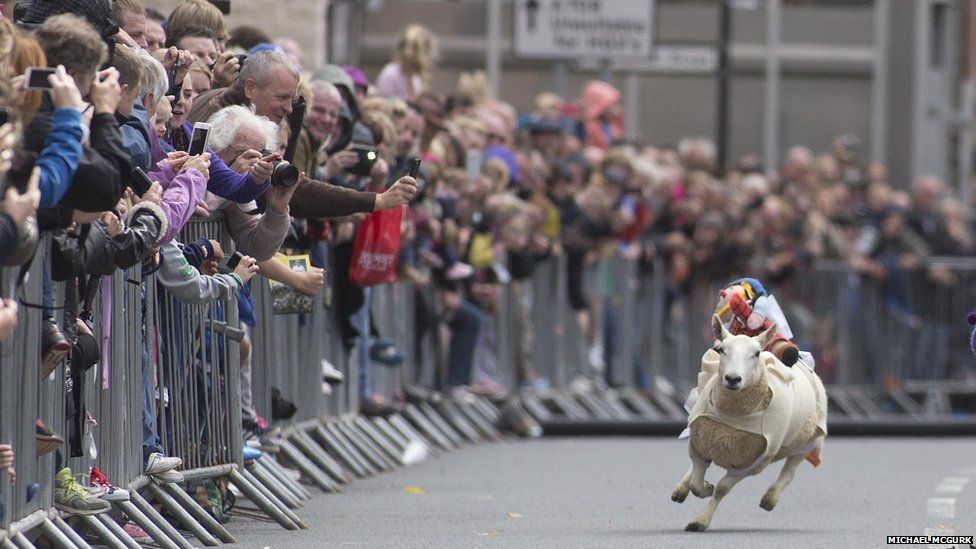 In pictures: Moffat sheep races - BBC News