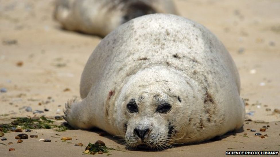 Harbour seal numbers 'continue to fall' in Scotland - BBC News