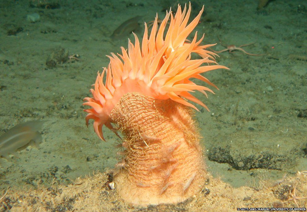 New Antarctic atlas offers index of marine life - BBC News