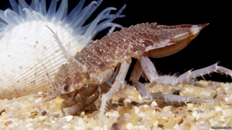 New Antarctic atlas offers index of marine life - BBC News