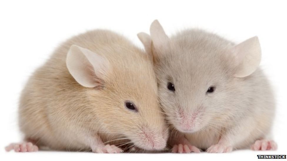 Mouse memories 'flipped' from fearful to cheerful - BBC News
