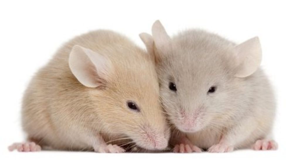 Switching on happy memories 'perks up' stressed mice - BBC News