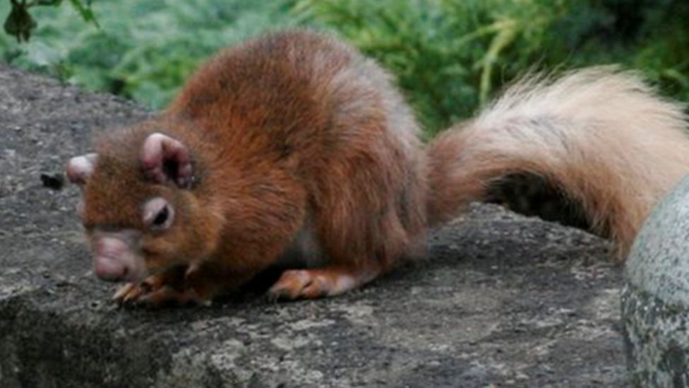 Red squirrel areas may escape squirrelpox virus - BBC News
