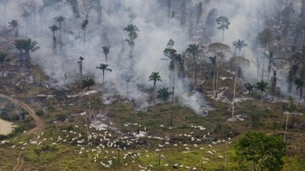 Figures confirm Amazon rainforest destruction rate - BBC News