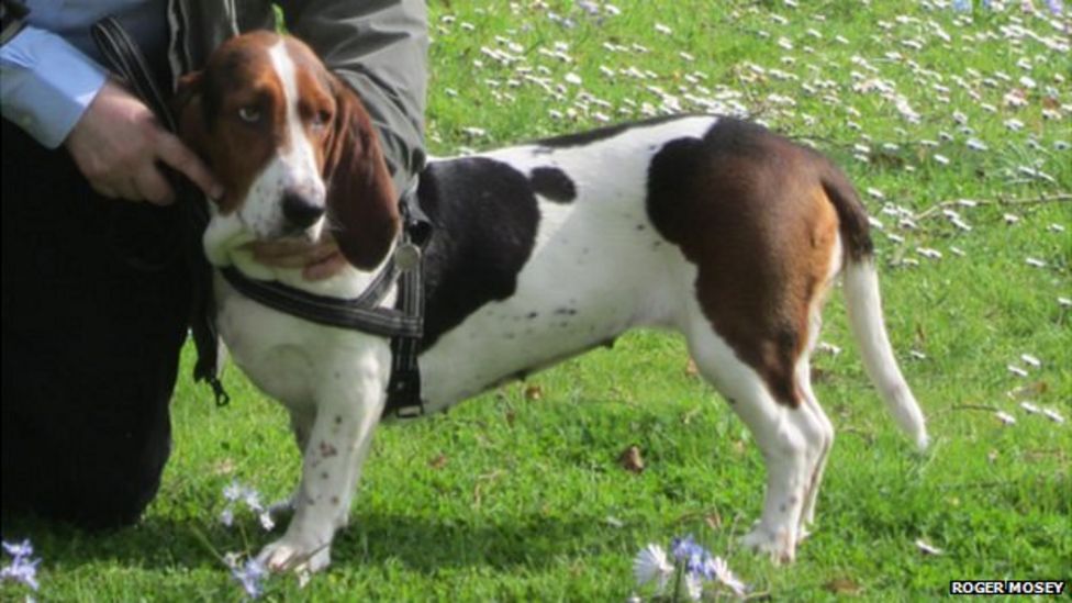 Cambridge University Selwyn master keeps 'banned' dog as 'very large ...