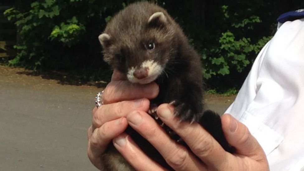 Orphaned baby polecats rescued by RSPCA - BBC News