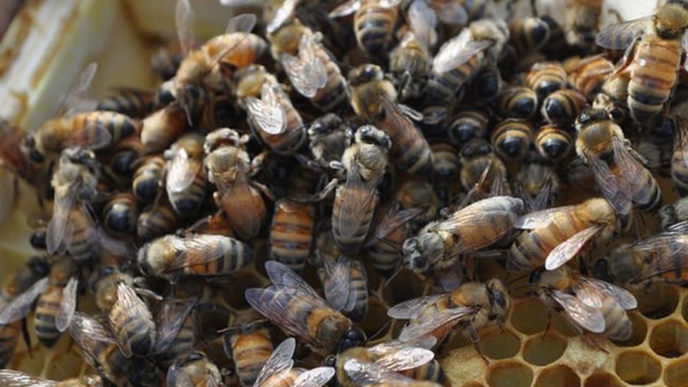 Saving America’s honeybees - BBC News