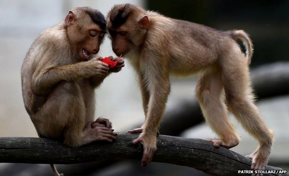 Monkey leaders and followers have 'specialised brains' - BBC News