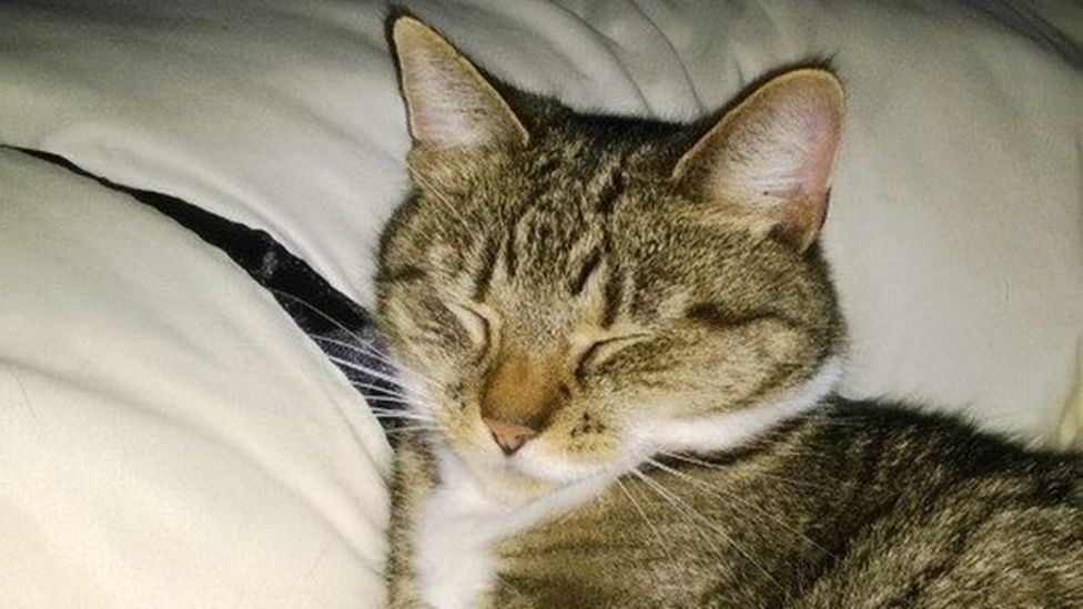 Cat poisoning scare in Calverton village - BBC News