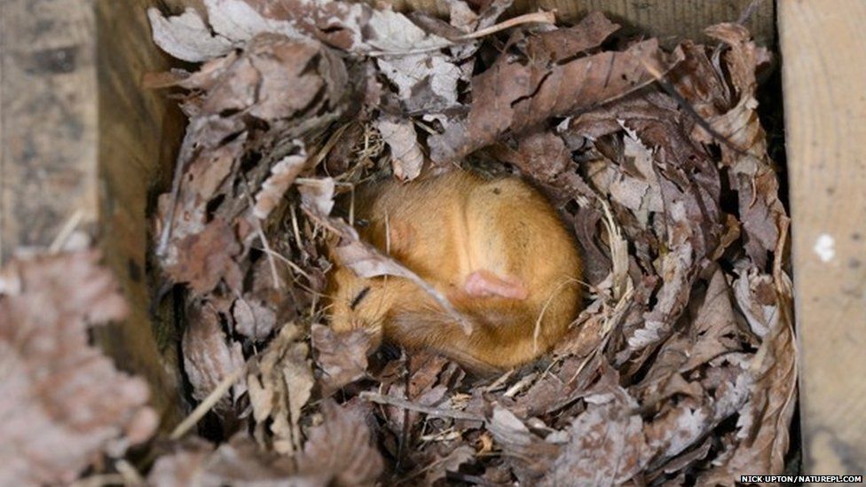 Photographer wins national award for dormice images - BBC News