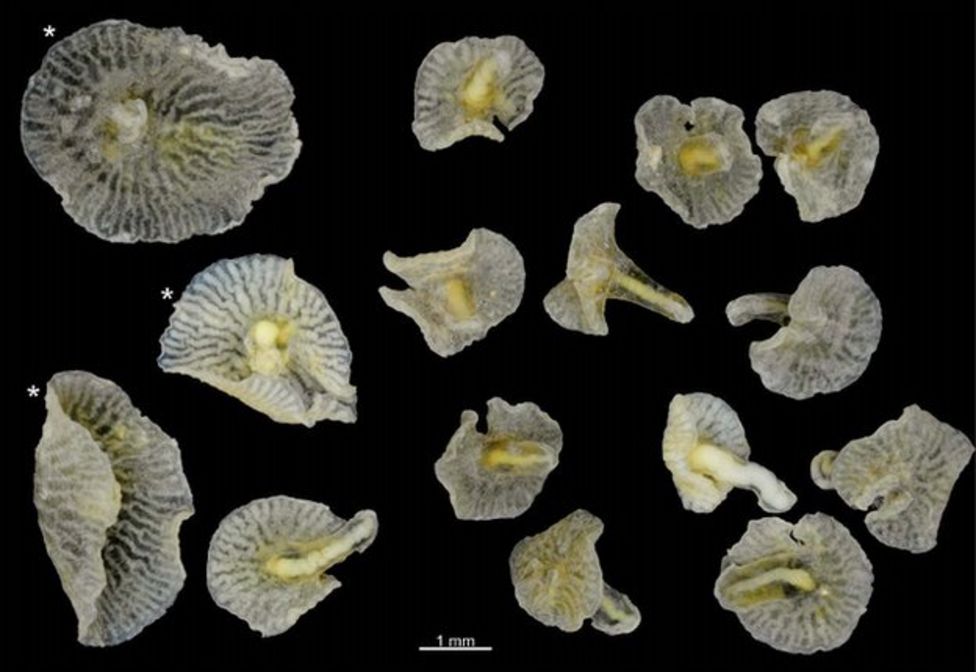Deep sea 'mushroom' may be new branch of life - BBC News