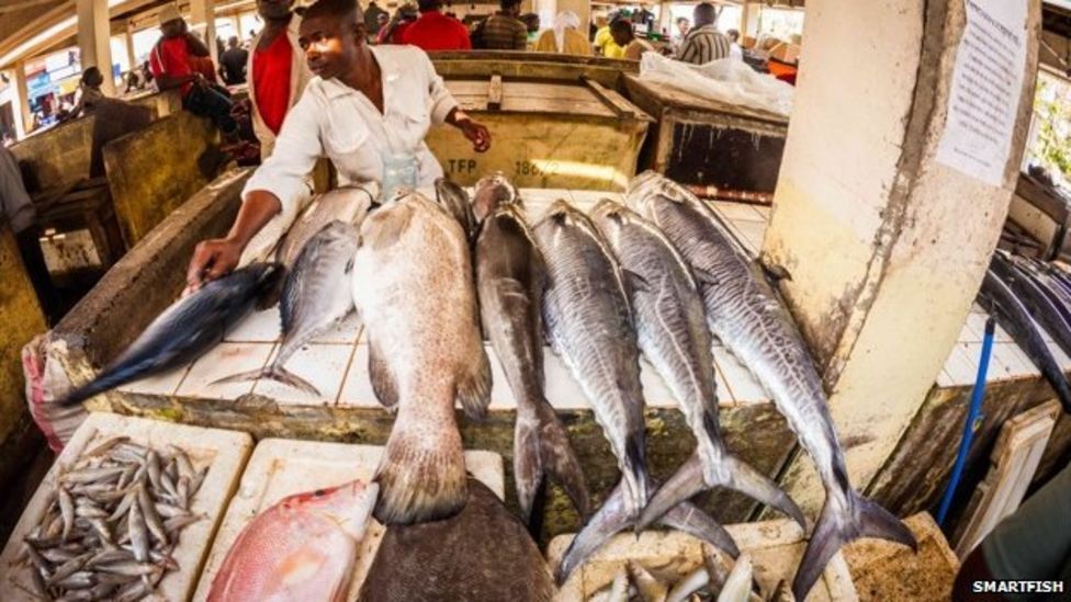 Blast fishing destroying Tanzania's marine habitats - BBC News