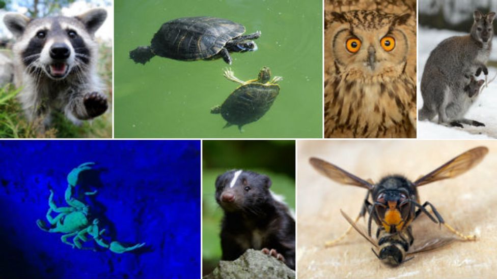 Aliens among us: What strange species are making England home? - BBC News