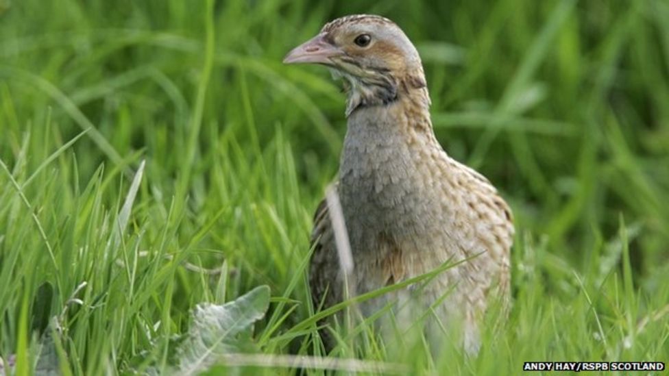Orkney corncrake numbers in 'amazing' bounce - BBC News