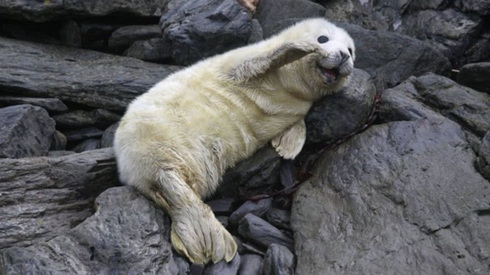 Volunteer call for Calf of Man seal count - BBC News