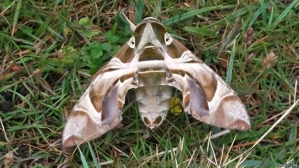 North African Oleander hawk moth spotted on St Kilda - BBC News