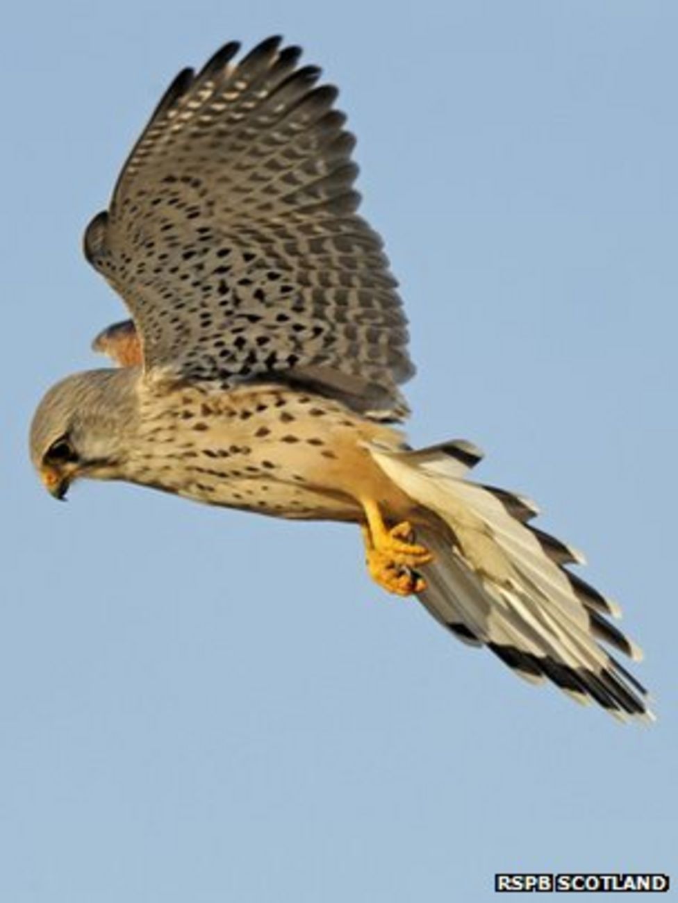 Kestrel numbers in 'steep decline' says RSPB Scotland - BBC News