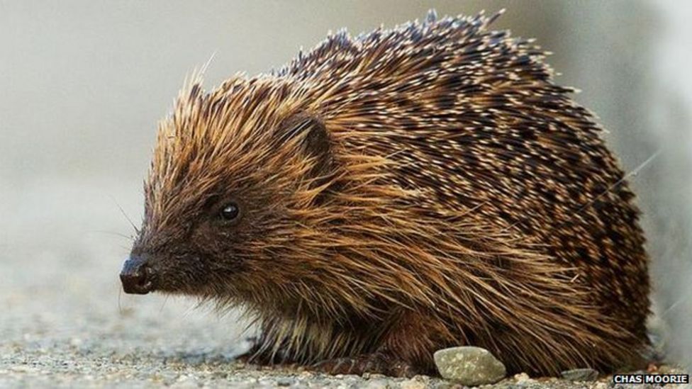 Hedgehogs' inky paw prints reveal where they live - BBC Newsround