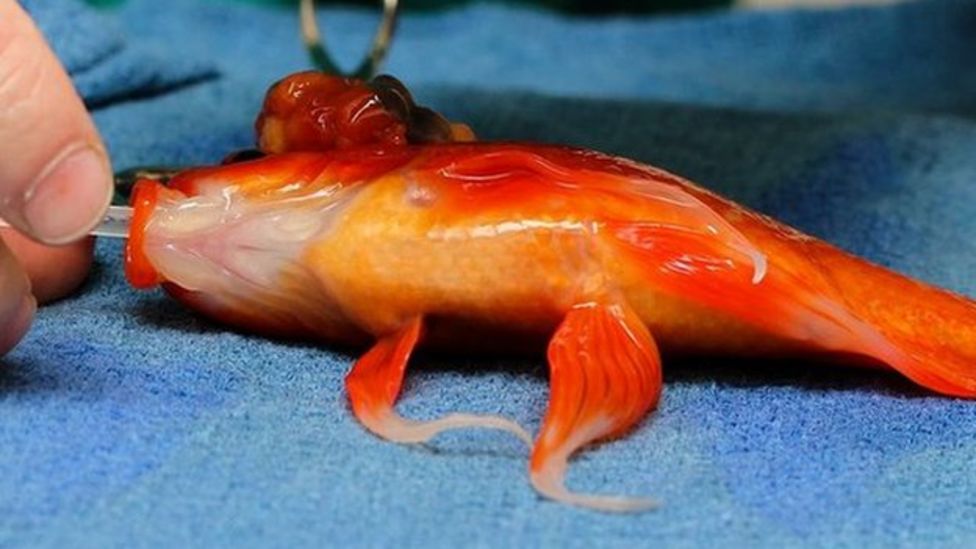 Constipated goldfish operated on by North Walsham vet - BBC News