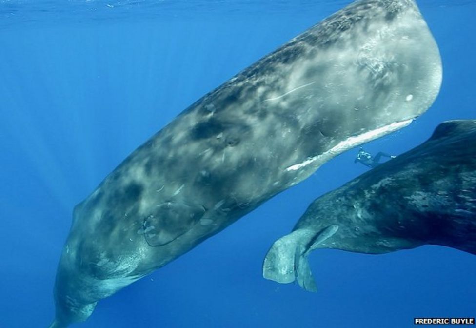 The freedivers who swim with whales - BBC News