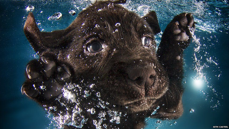 Playful puppies take a dip underwater - BBC Newsround