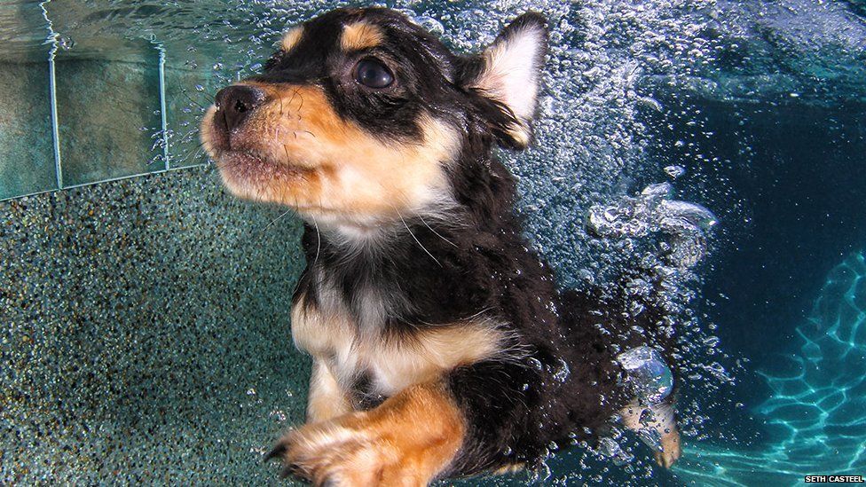 Playful puppies take a dip underwater - BBC Newsround