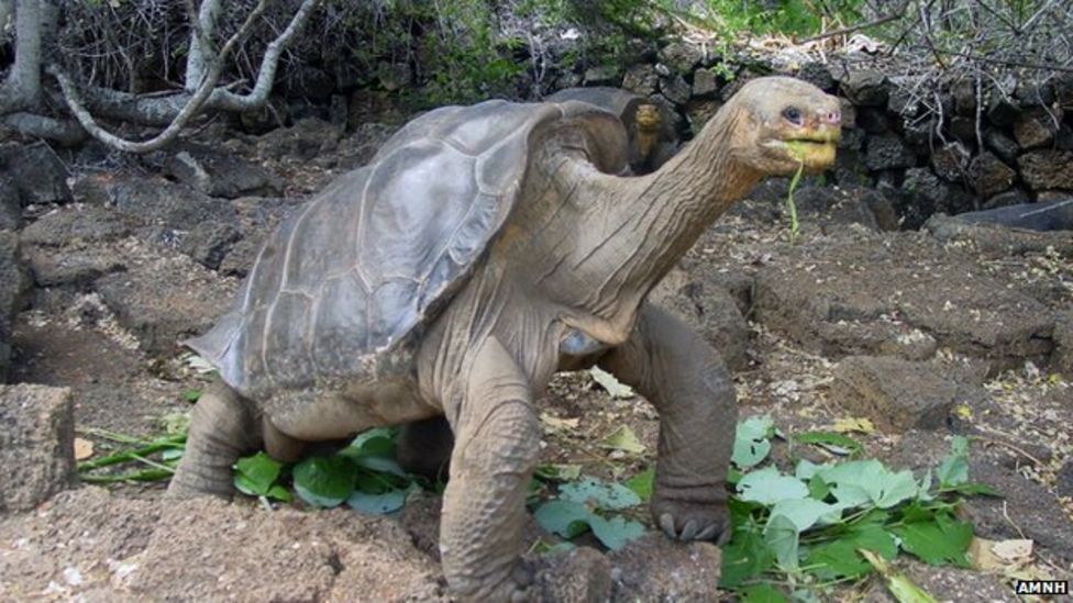 Galapagos tortoise Lonesome George: Dispute over body - BBC News