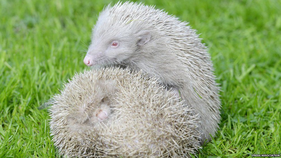 Rescued, the rare albino hedgehogs given a new home - BBC Newsround