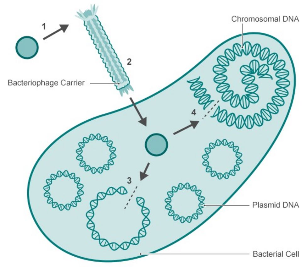 Novel antibiotic class created - BBC News