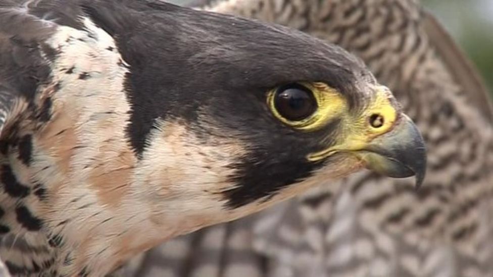 Derry's peregrine falcon dies in 'suspected poisoning' - BBC News