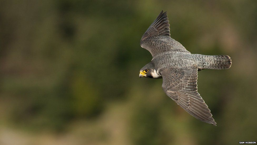 In pictures: Peregrine falcons in our towns and cities - BBC News