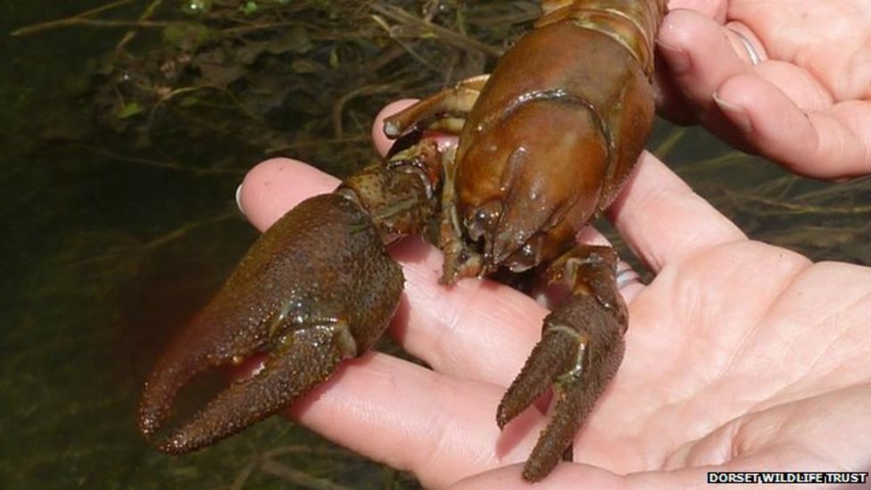 River Allen crayfish plague outbreak appeal - BBC News