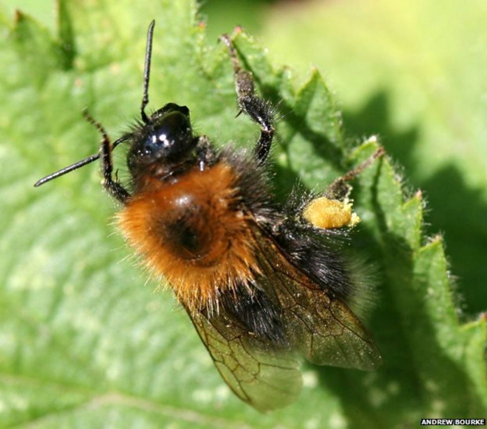 University of East Anglia researchers chart rapid spread of tree ...